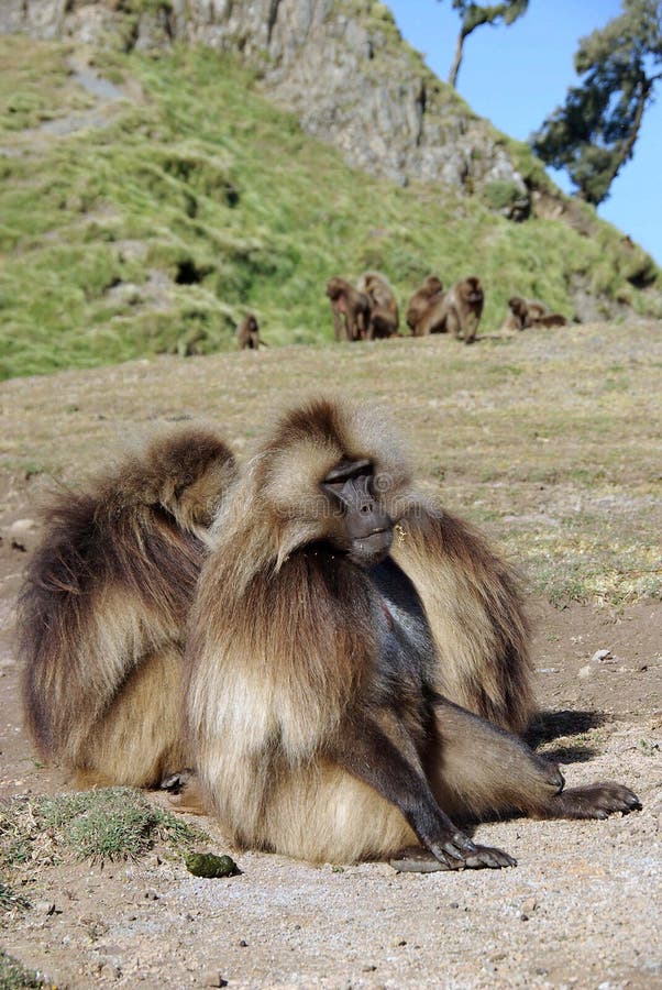 Baboon stock image. Image of africa, primate, siting - 27476479