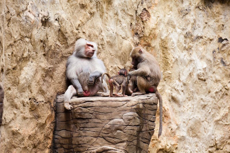 Baboons Family Hamadryas Baboon Stock Image - Image of baby, silver ...