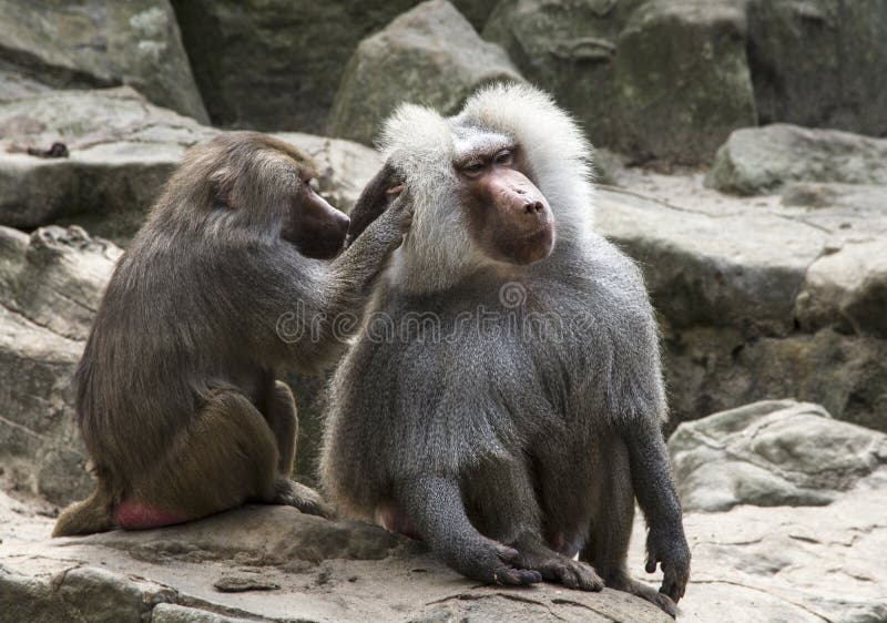 Two Baboons Lousing Each Other in the Ngorongoro Crater Stock Image ...