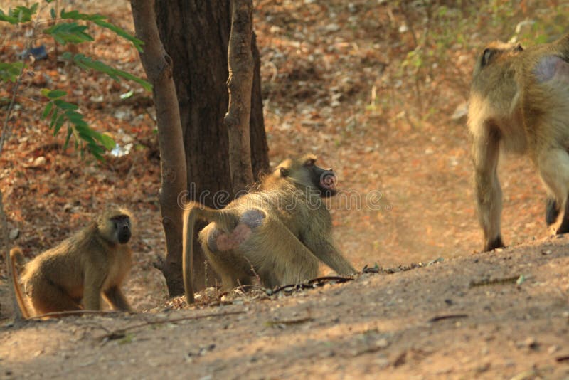 Baboons fighting stock photo. Image of zambia, african - 12735270