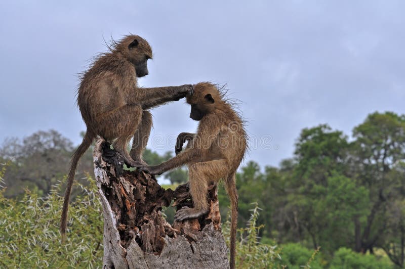 Baboons Grooming stock photo. Image of bush, outdoor - 24756816