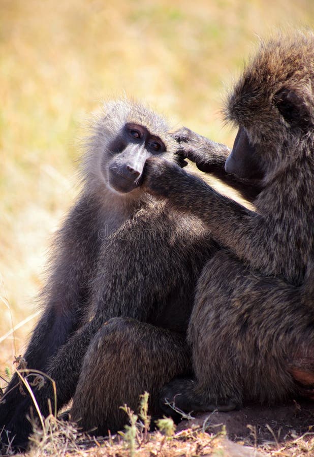 Baboons Grooming Each Other Stock Photo - Image of primate, mammal ...