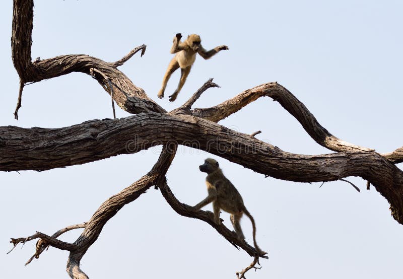 Baboons Having Fun Stock Photos - Free & Royalty-Free Stock Photos from ...