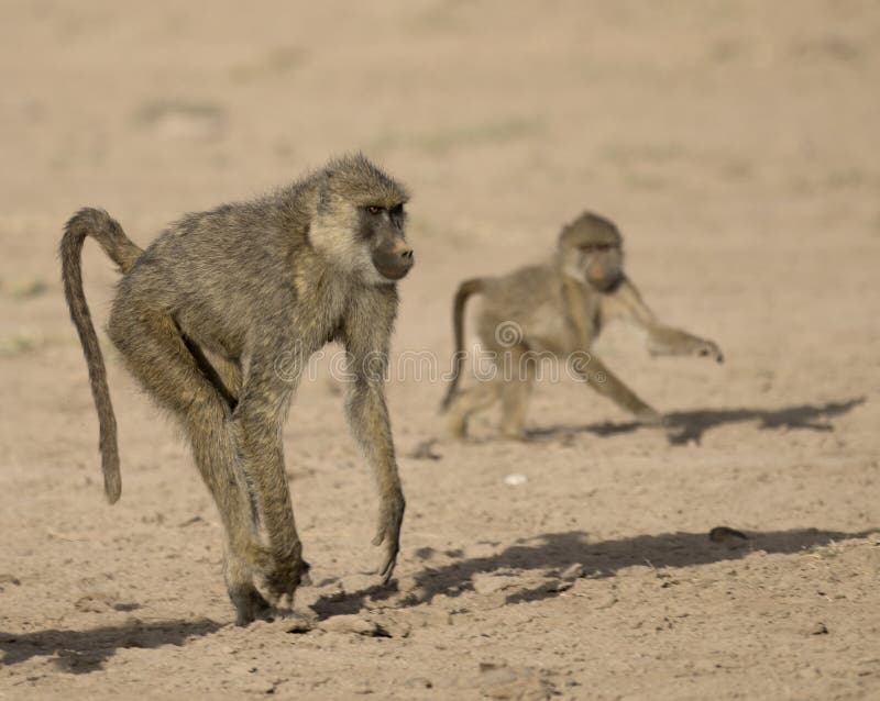 Baboons . stock photo. Image of animals, wildlife, running - 62953762