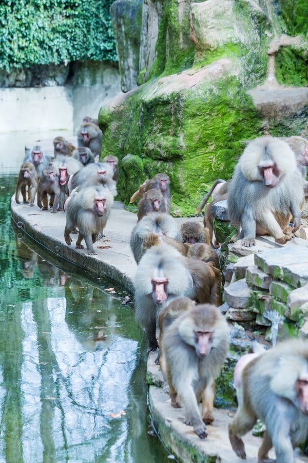 A Large Group Of Baboons Monkeys Feeding In The Zoo Stock Image - Image ...