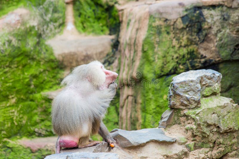 A Group Of Baboons Monkeys Feeding In The Zoo In Cologne Stock Photo ...