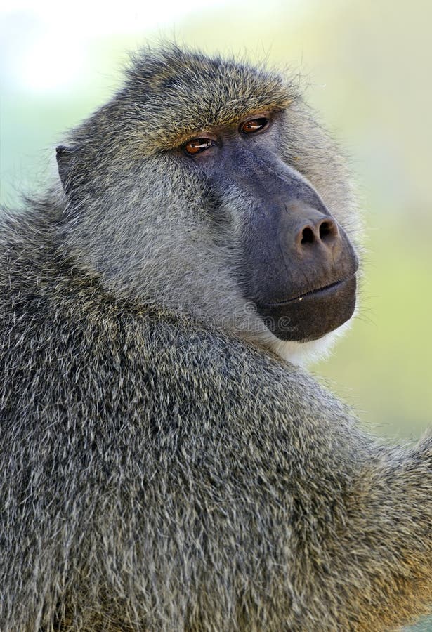 Baboons stock image. Image of kenya, african, animals - 38855619