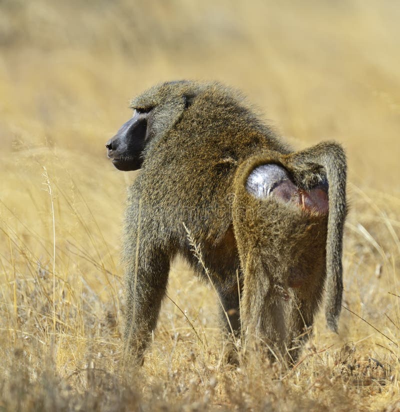 Baboons stock photo. Image of monkey, flora, wildlife - 40239820