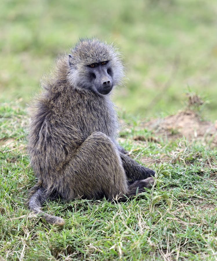 Baboons stock photo. Image of themes, safari, park, habitat - 40782446