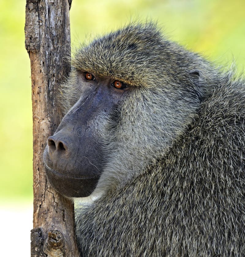 Baboons stock photo. Image of monkey, habitat, kenya - 38855620