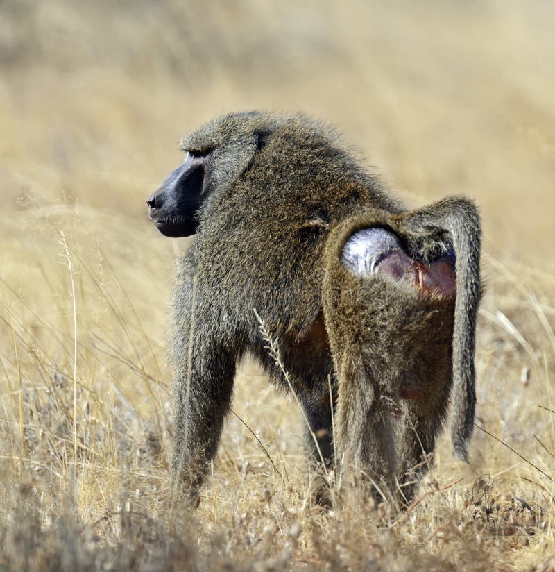 Baboons stock photo. Image of natural, monkey, safari - 40782710