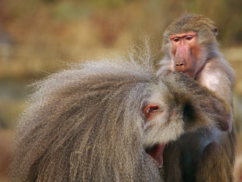Baboons Picking Fleas Off Each Other Stock Photo - Image of monkey ...