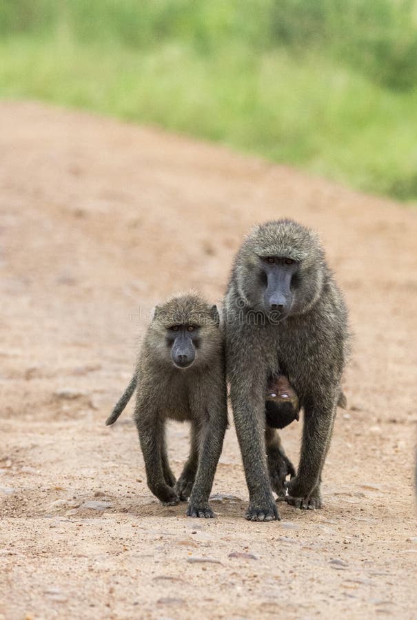 Baboon, Papio Ursinus, Kruger National Park, South Africa Stock Image ...