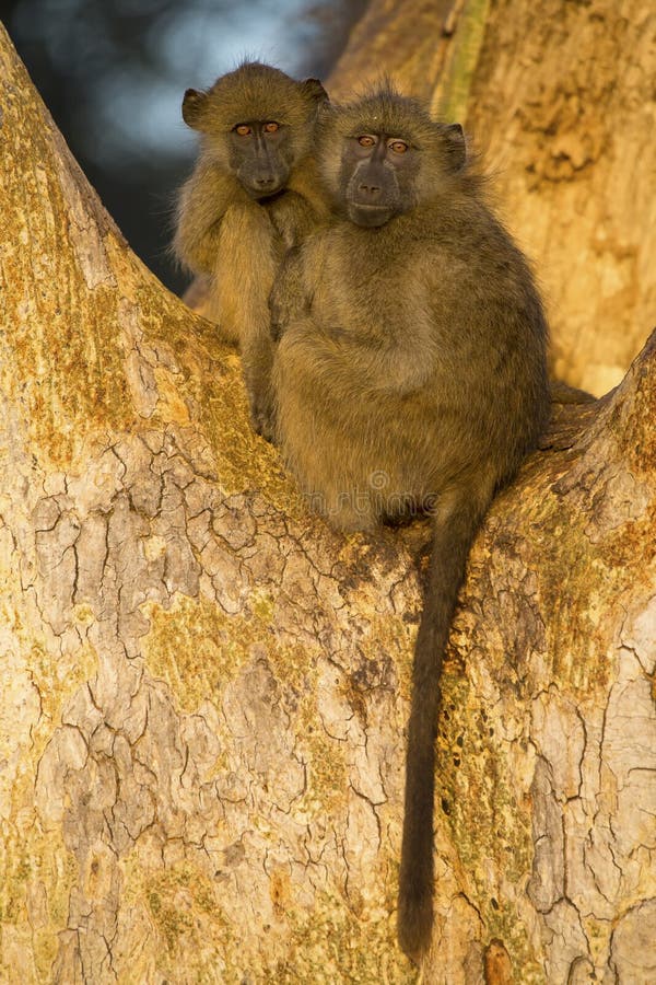 Baboons Sit in a Tree in the Early Morning Sun Stock Photo - Image of ...