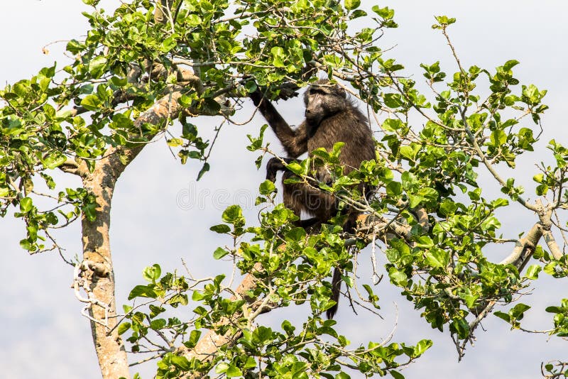Baboon in a Tree in Waterberg Park, Namibia Stock Photo - Image of ...