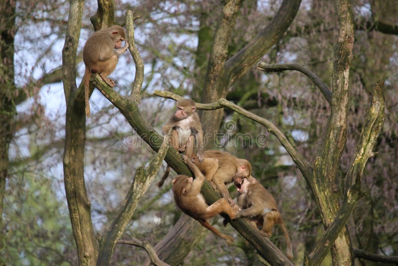 Baboons in tree stock image. Image of frizzy, baboon - 29277687