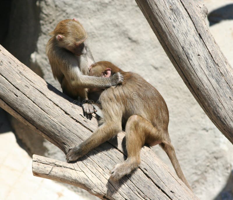 Baboons stock photo. Image of monkey, africa, natural - 40344938