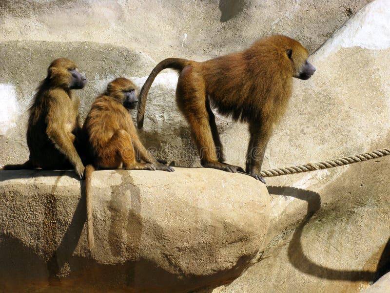 Guinea babianer fotografering för bildbyråer. Bild av babian - 36955857