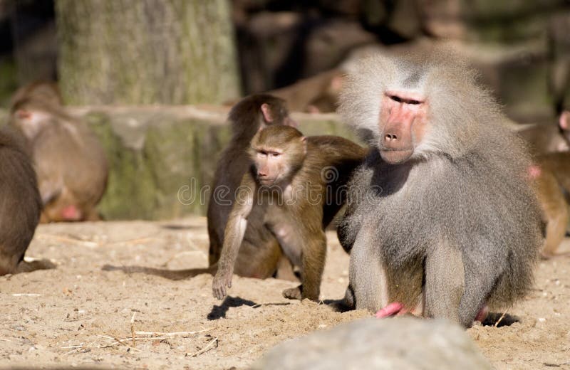 Baboon Pack Leader stock photo. Image of white, pack - 41322222