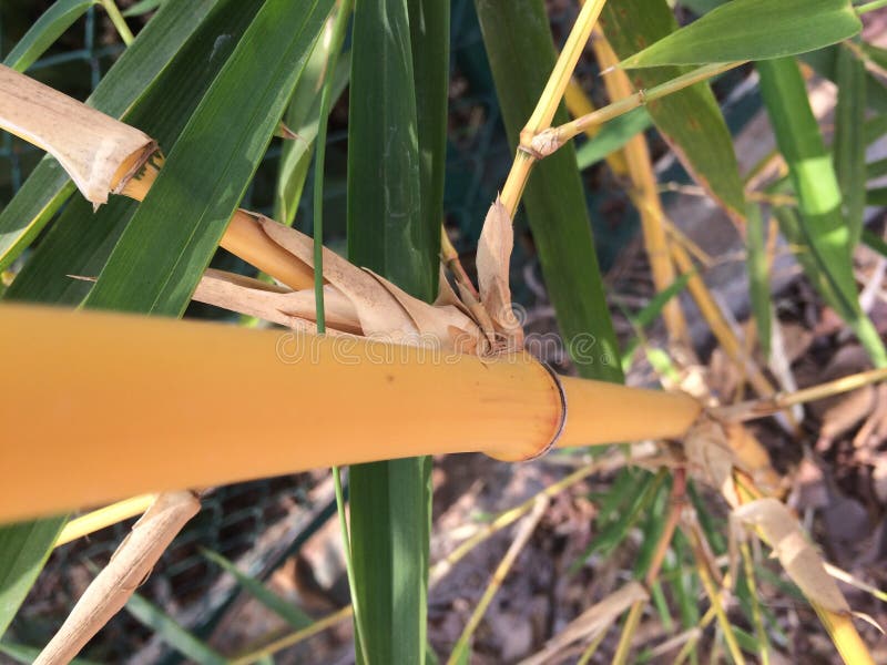 Baboos stock image. Image of indian, yellow, bamboos - 86570793