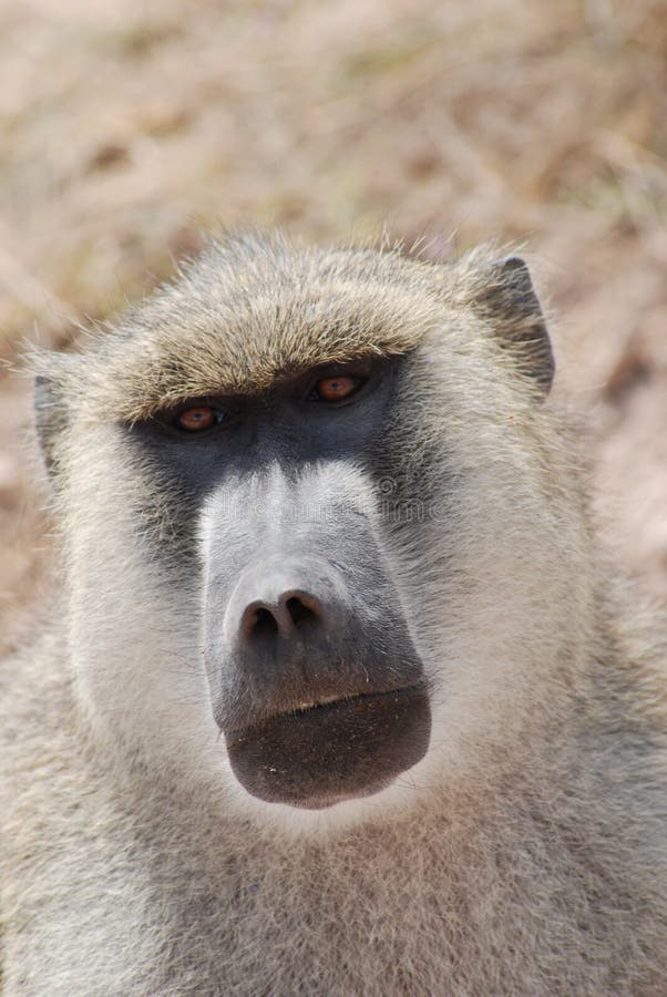 13,473 Babouin Photos libres de droits et gratuites de Dreamstime