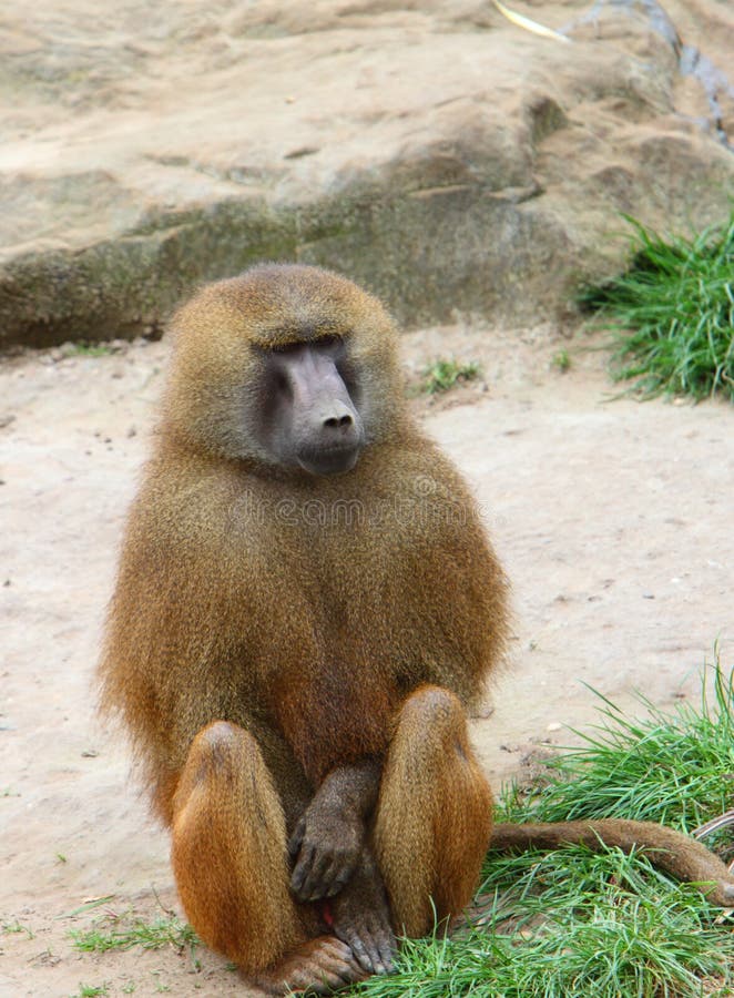 Babouin image stock. Image du social, animal, vite, fourrure - 39918873