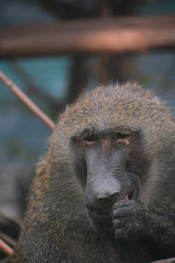 Babouin photo stock. Image du fuselage, intense, amorce - 80417210