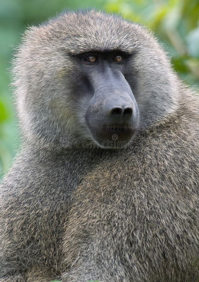 Babouin Olive, Anubis De Papio Photo stock - Image du attraction, alpha ...