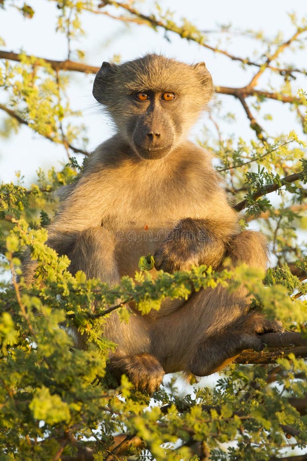 Babouin De Chacma (ursinus De Papio) Photo stock - Image du faune ...