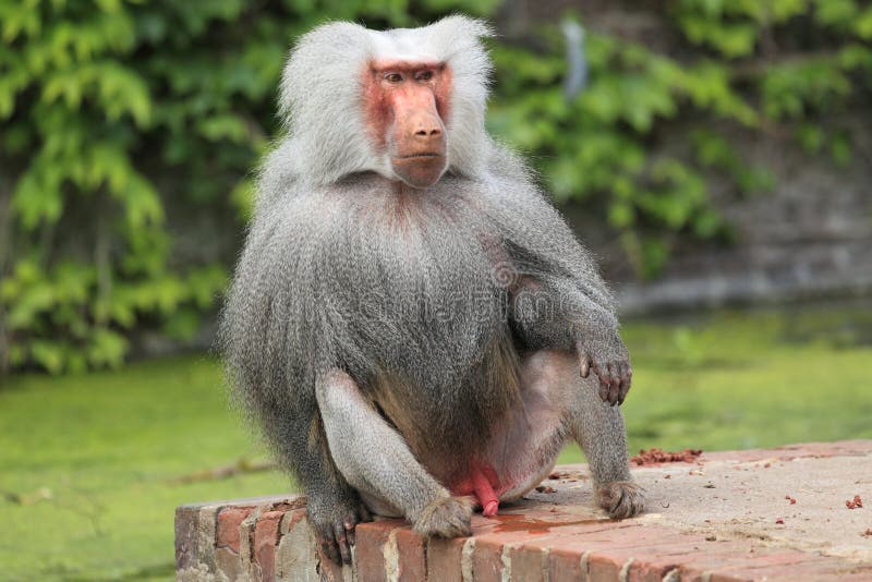 Babouin de Hamadryas photo stock. Image du singe, babouin - 28746256