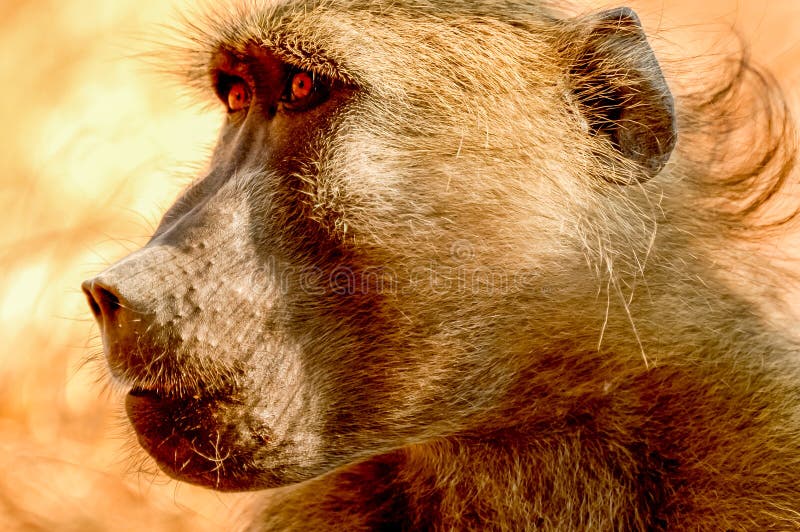 Verticale d'un babouin photo stock. Image du faune, visage - 4031180