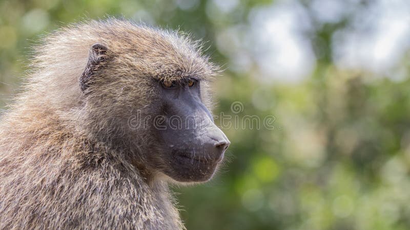 Babouin Dans Un Profil Avec Sa Bouche Ouverte Photo stock - Image du ...