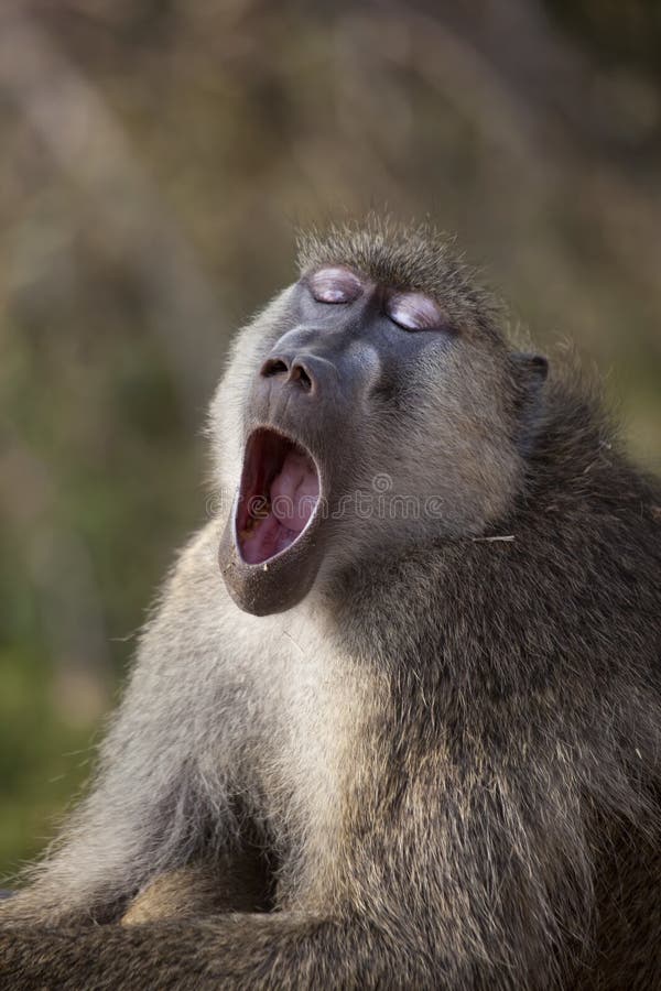 Babouin Jaune - Cynocephalus De Papio, Kenya, Afrique Photo stock ...
