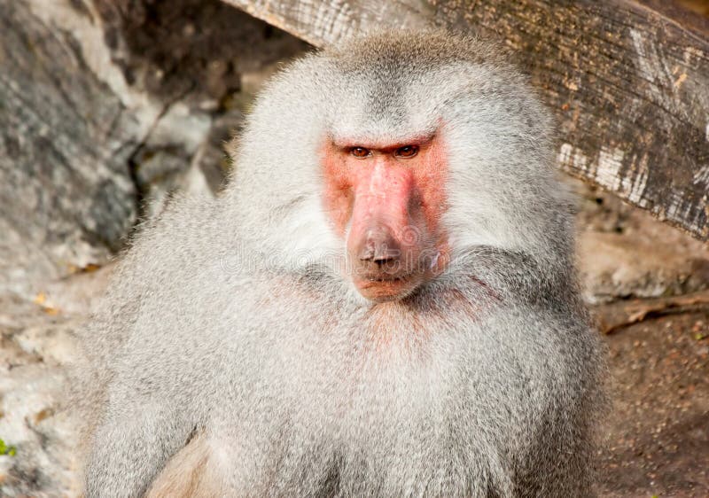 Profil masculin de babouin photo stock. Image du primat - 87799904