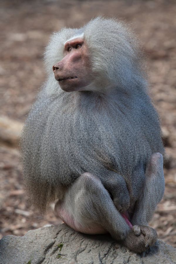 Macacos Do Babuíno De Hamadryas Fotos De Stock - Baixe 70 Fotos Royalty ...