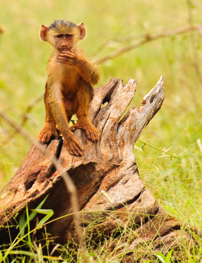 Cópula Do Macaco Do Babuíno. Safari Em Tsavo Ocidental, Kenya, África ...