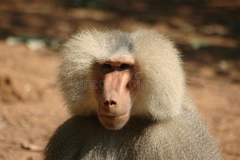 Babuino imagen de archivo. Imagen de hocico, adulto, fauna - 1348249