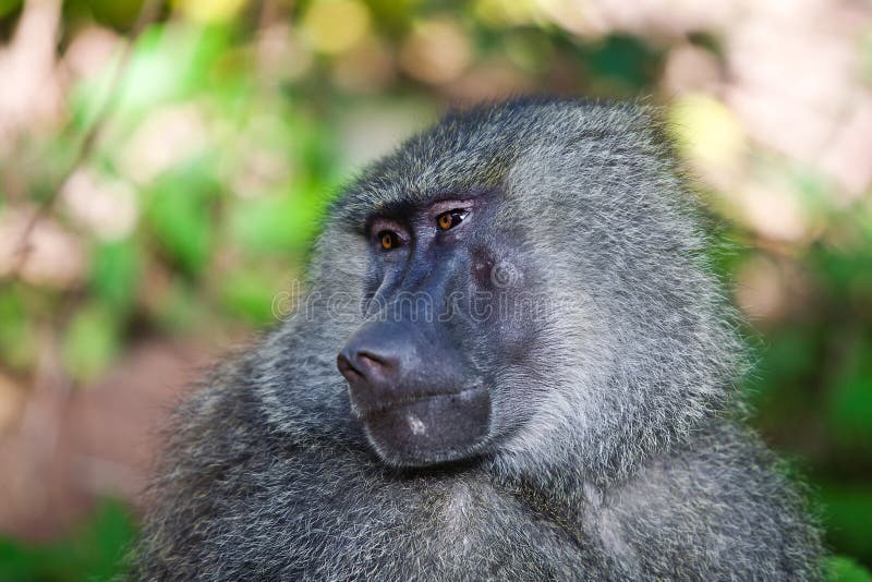 Babuino imagen de archivo. Imagen de boca, mono, cara - 2815773