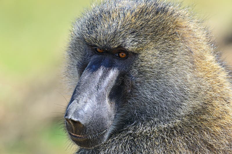 Babuino En La Sabana Africana Foto de archivo - Imagen de ojos, kenia ...