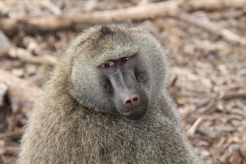 Mono africano imagen de archivo. Imagen de poco, fauna - 52084689