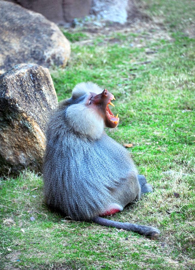 Babuino Que Muestra Sus Dientes Imagen de archivo - Imagen de colmillos ...
