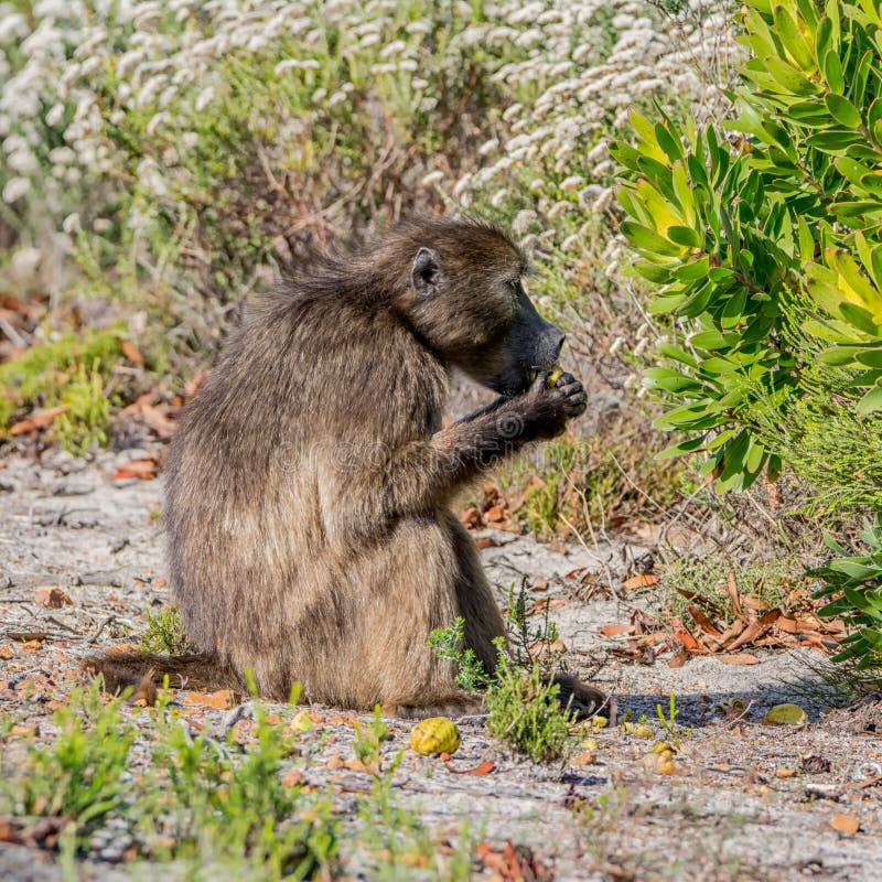 Babuino De Chacma 'que Bosteza' Imagen de archivo - Imagen de punta ...