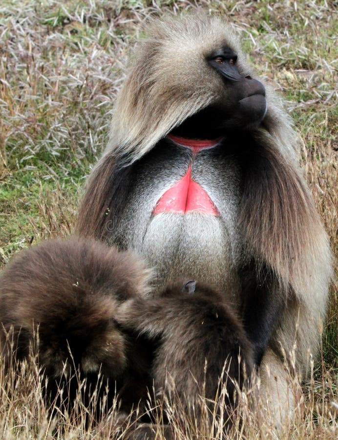 Babuino de Gelada imagen de archivo. Imagen de animal - 67886639