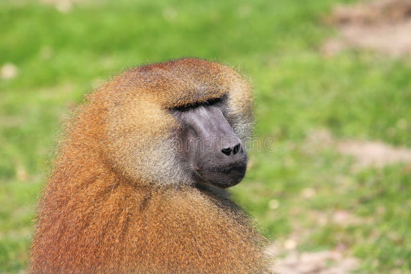 Babuino de Guinea imagen de archivo. Imagen de guinea - 32554977
