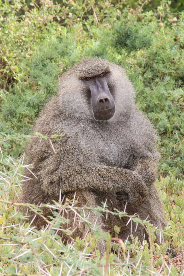 Babuino en Kenia foto de archivo. Imagen de fauna, primate - 102732600