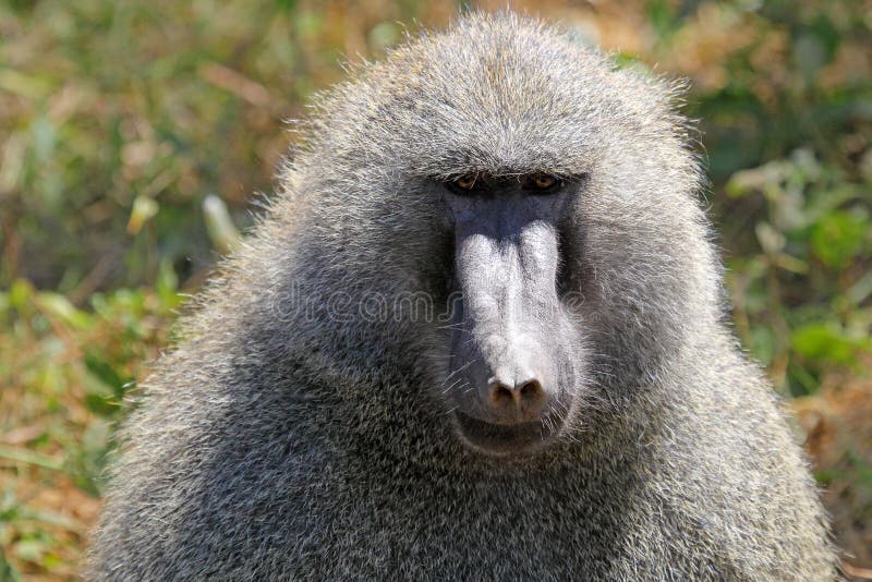 Babuino Masculino Que Bosteza Y Que Nos Muestra Sus Dientes Foto de ...