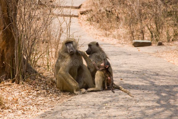 Babuinos con un bebé joven imagen de archivo. Imagen de terrestre - 6435127