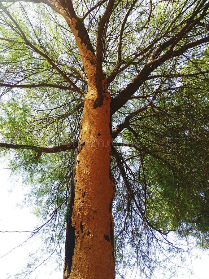 BABUL TREE stock image. Image of babul, tree, nature - 104090939
