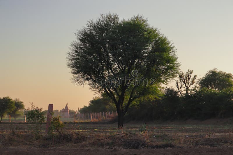 Babul Tree in the Garden Farm , India Stock Image - Image of indian ...