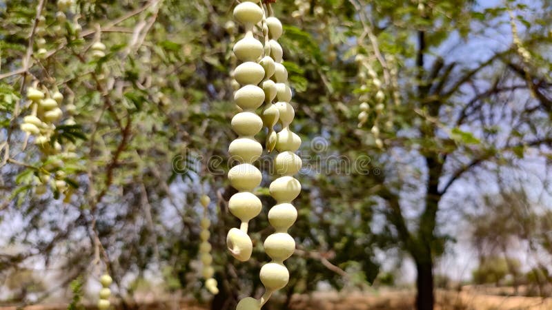 Acacia Babul Tree Pods on the Branches, Close Up Image Stock Photo ...